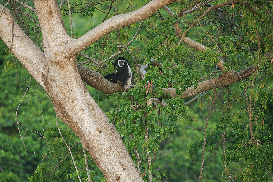 Black and White Colobus Monkey – Sean Crane Photography Black and White Colobus Monkey – Sean Crane Photography