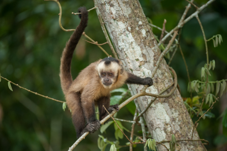 Brown Capuchin Monkey | Sean Crane Photography Brown Capuchin Monkey | Sean Crane Photography