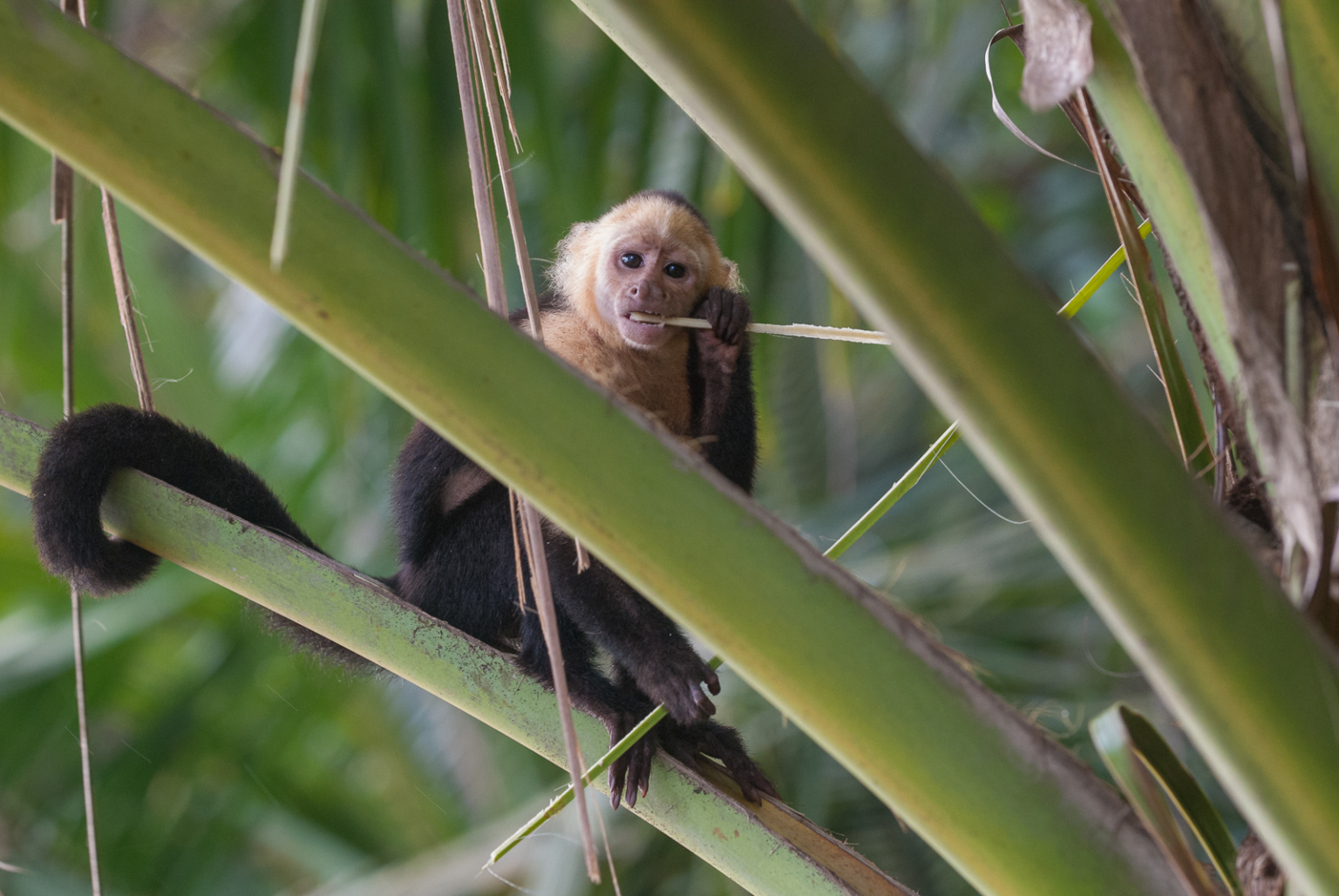 Panamanian White-Faced Capuchin | Sean Crane Photography Panamanian White-Faced Capuchin | Sean Crane Photography