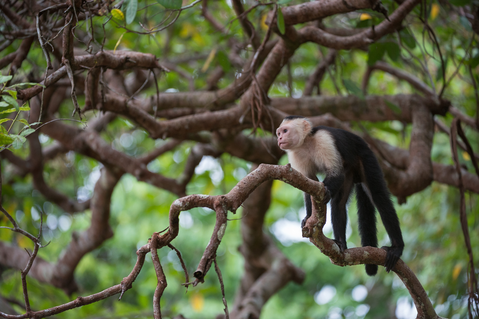 White-Faced Capuchin Monkey | Sean Crane Photography White-Faced Capuchin Monkey | Sean Crane Photography